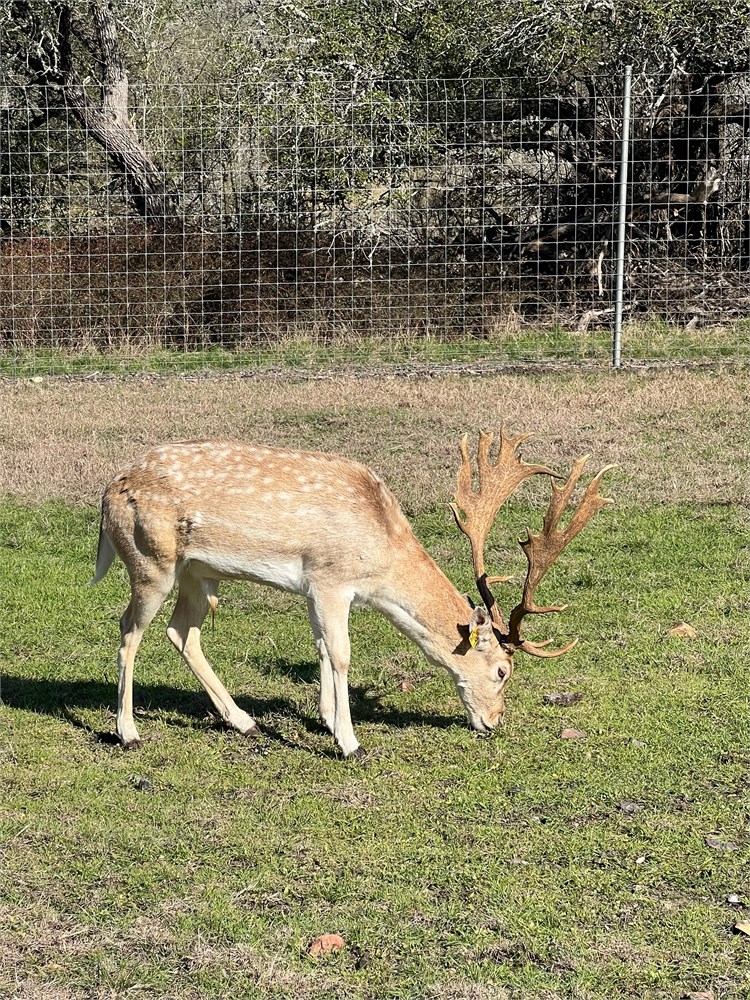 WildLife Buyer, LLC. - 1.0 FALLOW