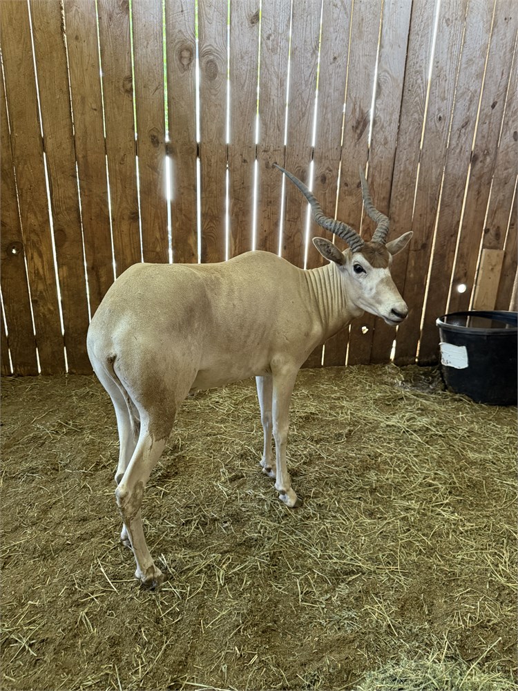 WildLife Buyer, LLC. - 1.0 Addax