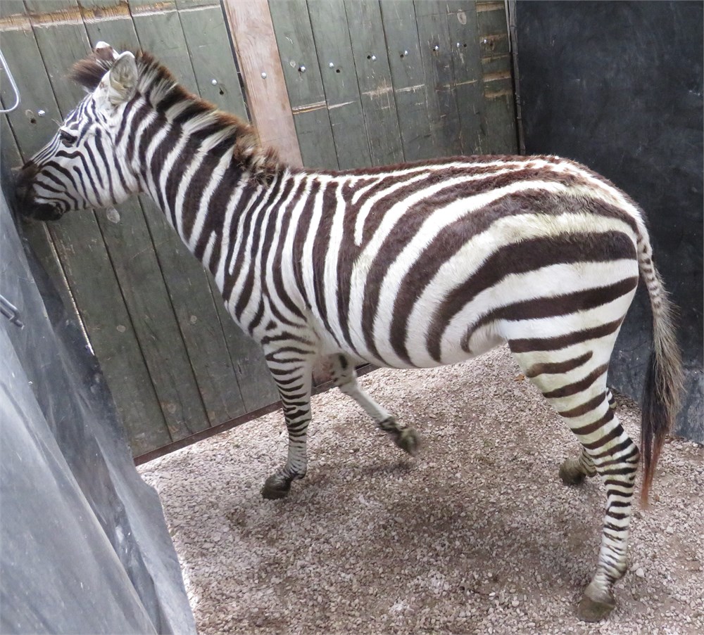 WildLife Buyer, LLC. - 0.1 ZEBRA (BB#4)