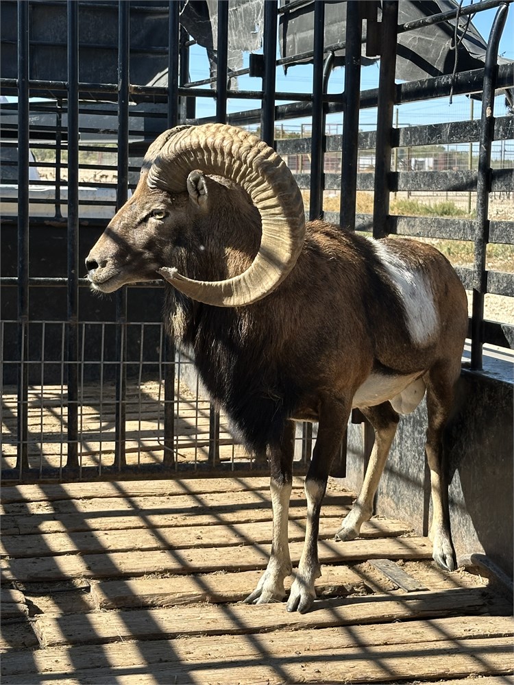 WildLife Buyer, LLC. - Red Sheep