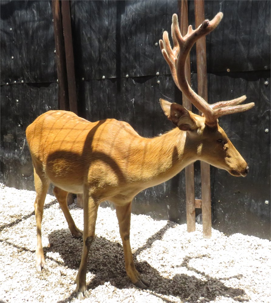 WildLife Buyer, LLC. - 1.0 BARASINGHA (WB#10)