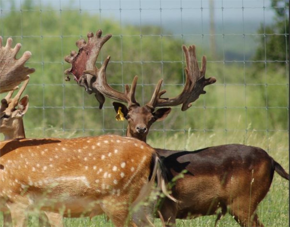 WildLife Buyer, LLC. - 1.0 Fallow Breeder