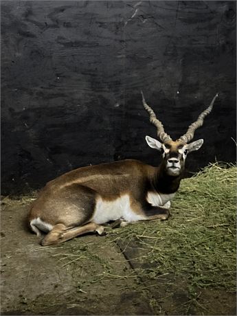 WildLife Buyer, LLC. - 1.0 Blackbuck Pen-raised