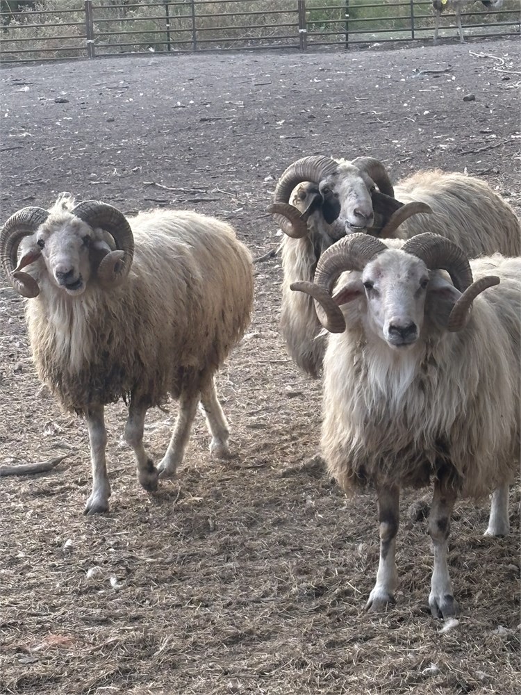 WildLife Buyer, LLC. - Fat tail sheep ram (karakul sheep)
