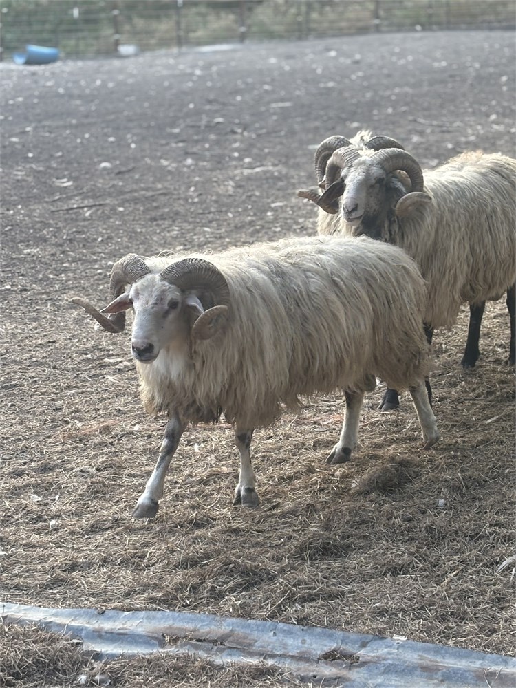 WildLife Buyer, LLC. - Fat tail sheep ram (karakul sheep)