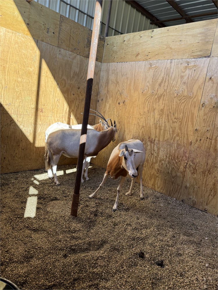 WildLife Buyer, LLC. - .3 oryx cows