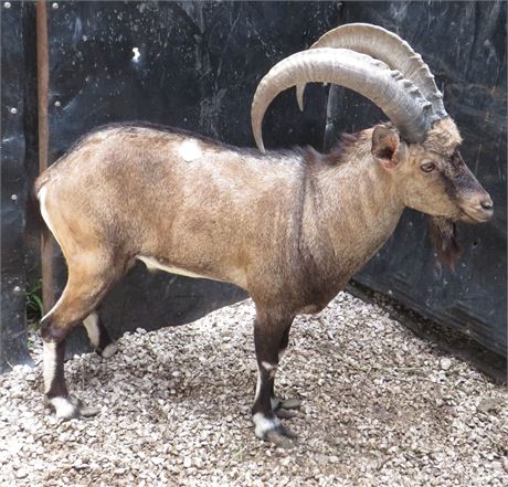 WildLife Buyer, LLC. - 1.0 IBEX TAG #320 (OKB#7)