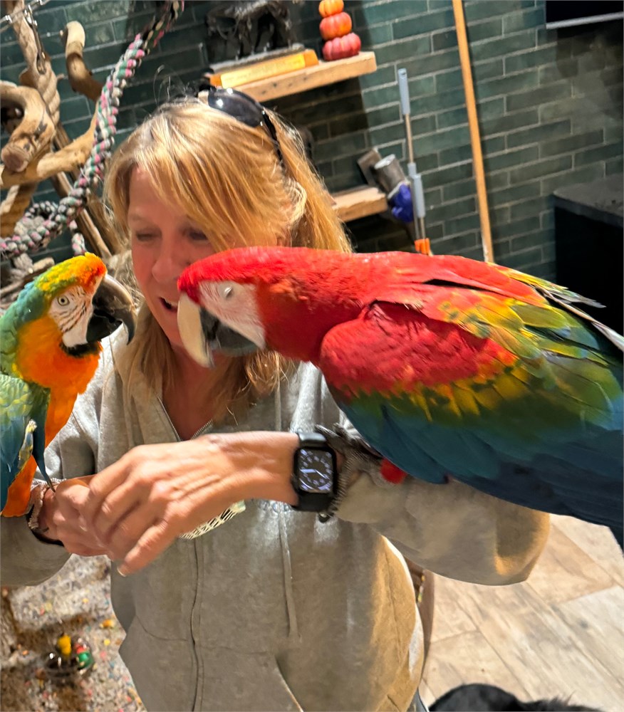 WildLife Buyer, LLC. - Ruby Macaw