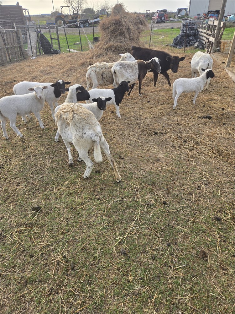 WildLife Buyer, LLC. - gourp of 20 dorper and dorper cross sheep