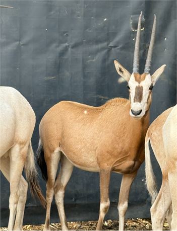 WildLife Buyer, LLC. - 1.0 Scimbok - BOERNE