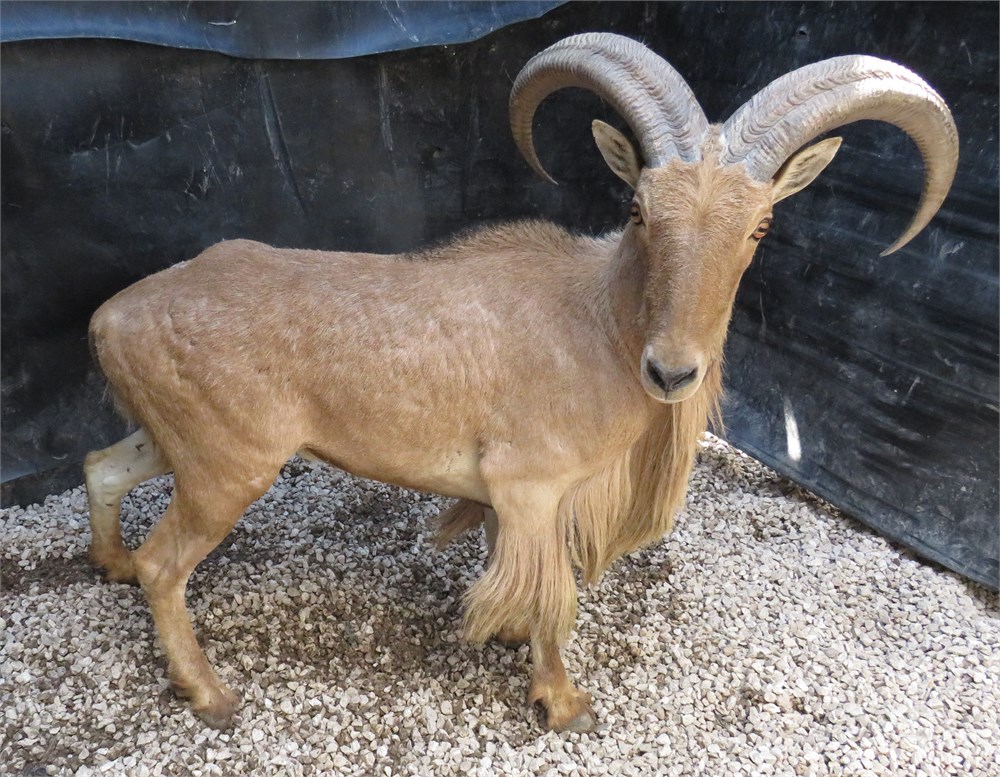 WildLife Buyer, LLC. - 1.0 AOUDAD TAG#174 (NKB#3)