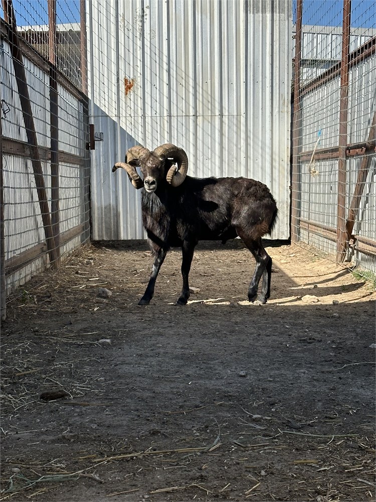 WildLife Buyer, LLC. - Midnight Urial