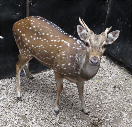 WildLife Buyer, LLC. - 1.0 AXIS (OKB#4-2) - Ask about insurance