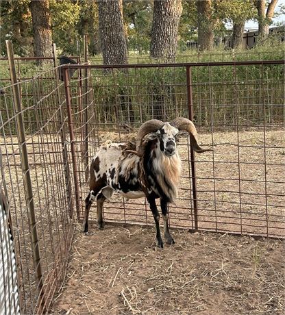 WildLife Buyer, LLC. - Painted Desert Ram