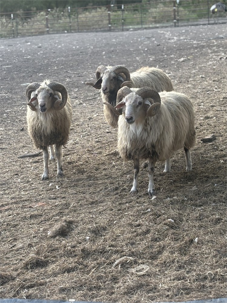 WildLife Buyer, LLC. - Fat tail sheep ram (karakul sheep)
