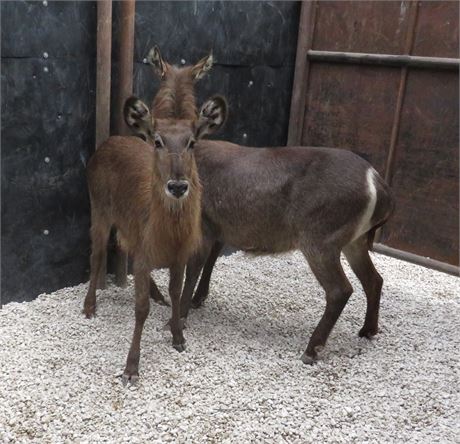 WildLife Buyer, LLC. - 0.2 WATERBUCK (NKB#12)