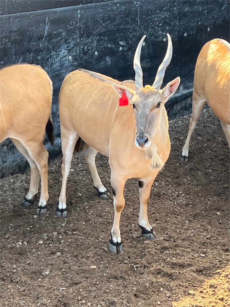 WildLife Buyer, LLC. - Eland Cow