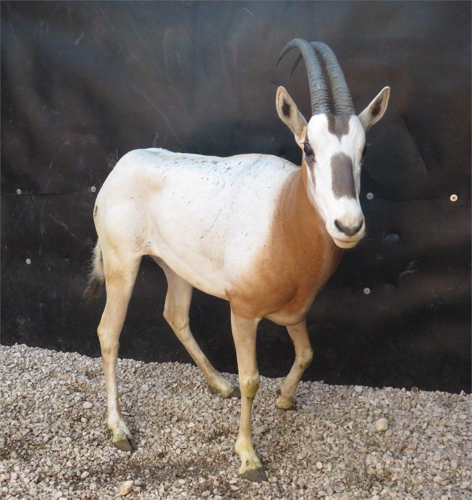 WildLife Buyer, LLC. - 1.0 SCIMITAR (MB#6) - Ask About Insurance