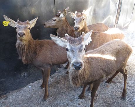 WildLife Buyer, LLC. - 4.0 RED STAG TAG# 1/Y13/24/91 (BB#4)