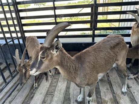 WildLife Buyer, LLC. - 5 Markhor Hybrids Nannies