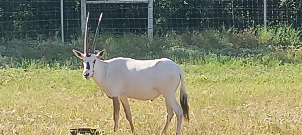 WildLife Buyer, LLC. - 1.0 Arabian Oryx Bull