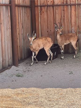 WildLife Buyer, LLC. - pure nubian ibex nannies. - Ask About Insurance