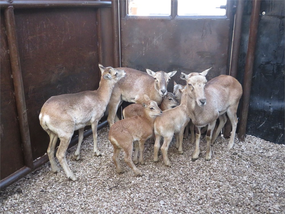 WildLife Buyer, LLC. - 0.3.4 MOUFLON (WB#12) YOUNG UNSEXED