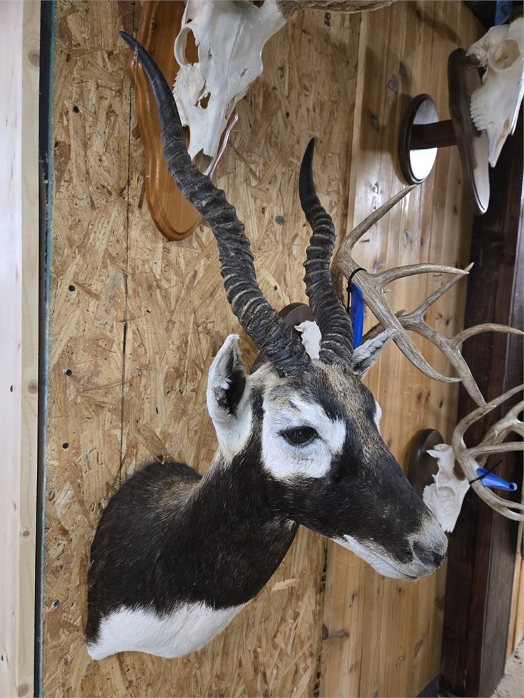WildLife Buyer, LLC. - Very nice Blackbuck Mount, newer mount, can be ...
