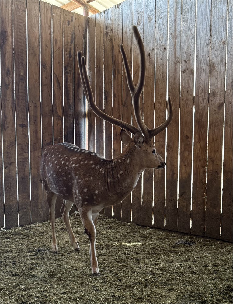 WildLife Buyer, LLC. - 1.0 Axis Buck