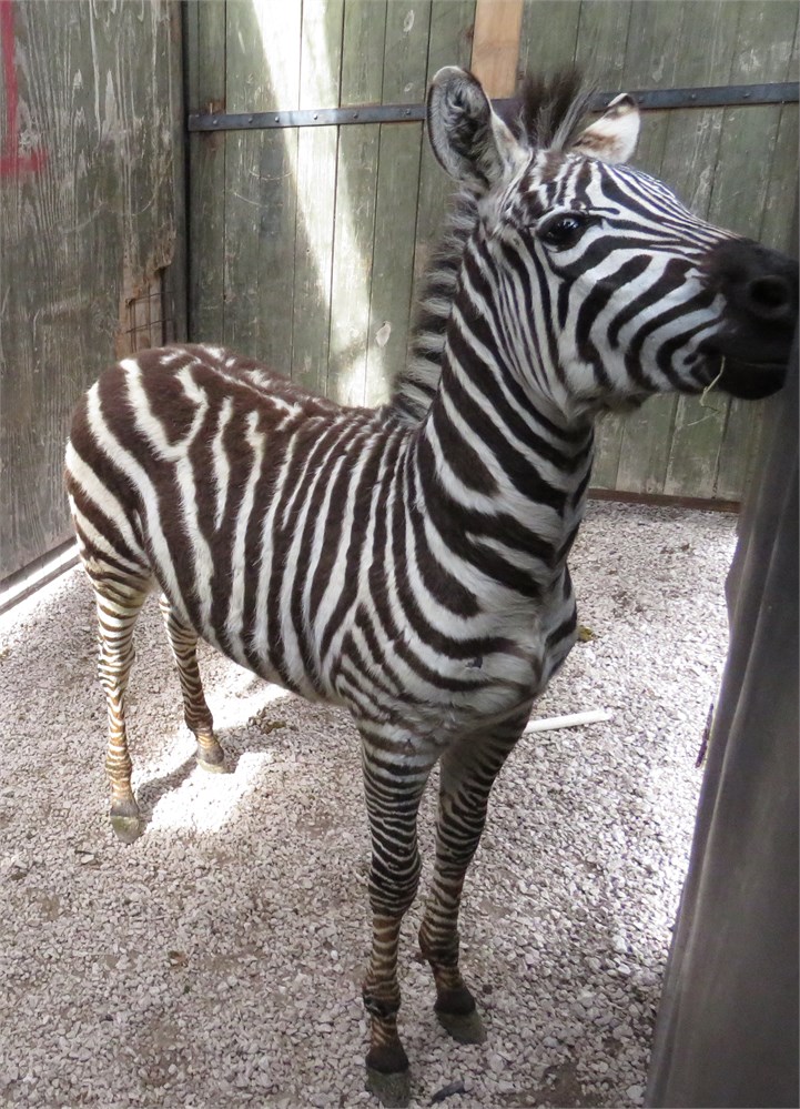 WildLife Buyer, LLC. - 1.0 ZEBRA (BB#4)