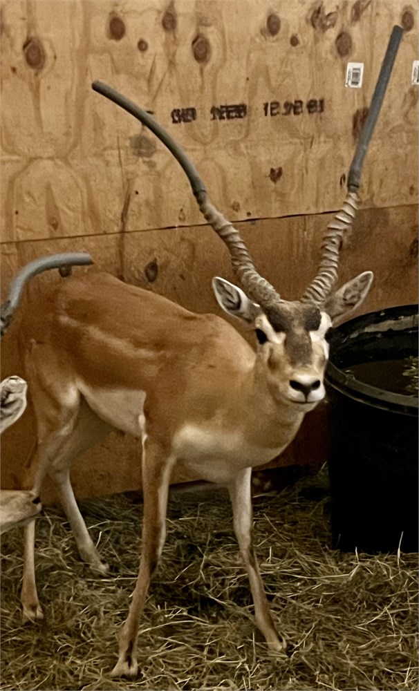 WildLife Buyer, LLC. - 2.0 Blackbuck - BOERNE