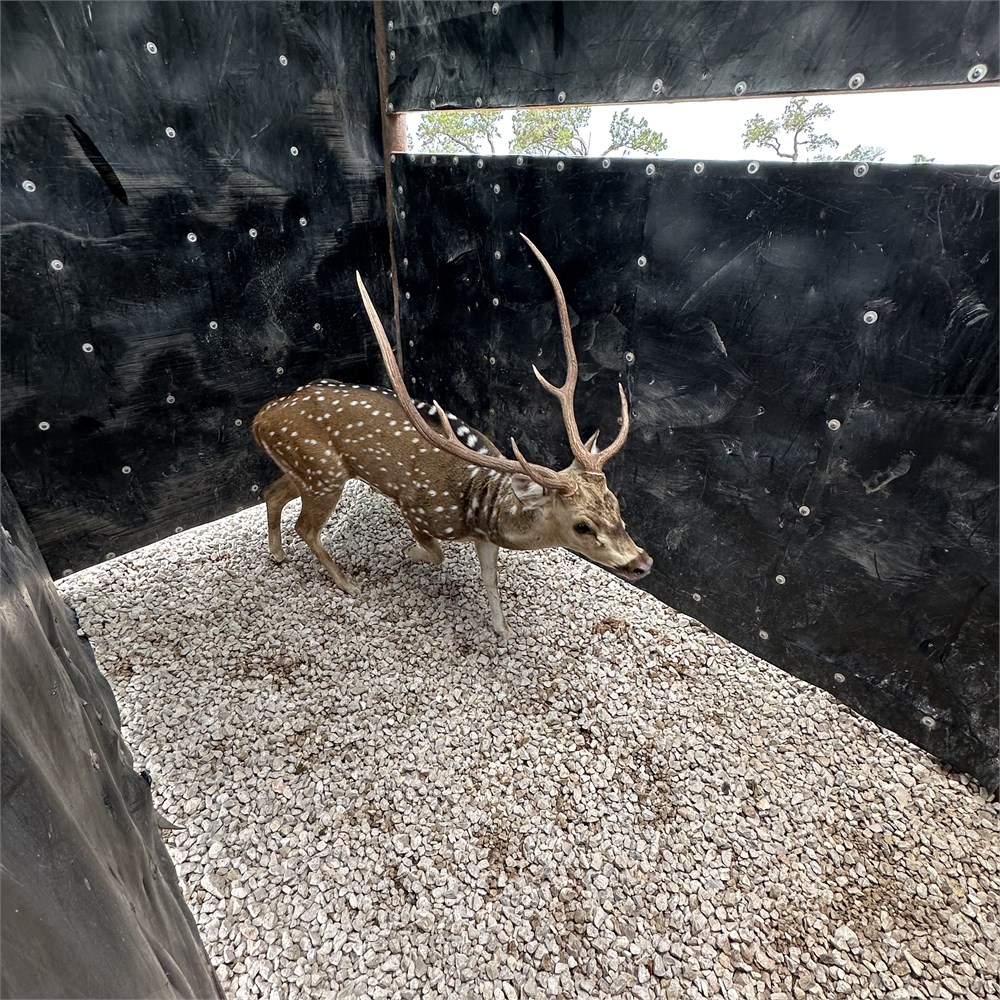 WildLife Buyer, LLC. - Axis Buck