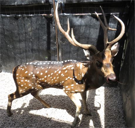 WildLife Buyer, LLC. - 1.0 AXIS (OKB#4-3) NON TYPICAL