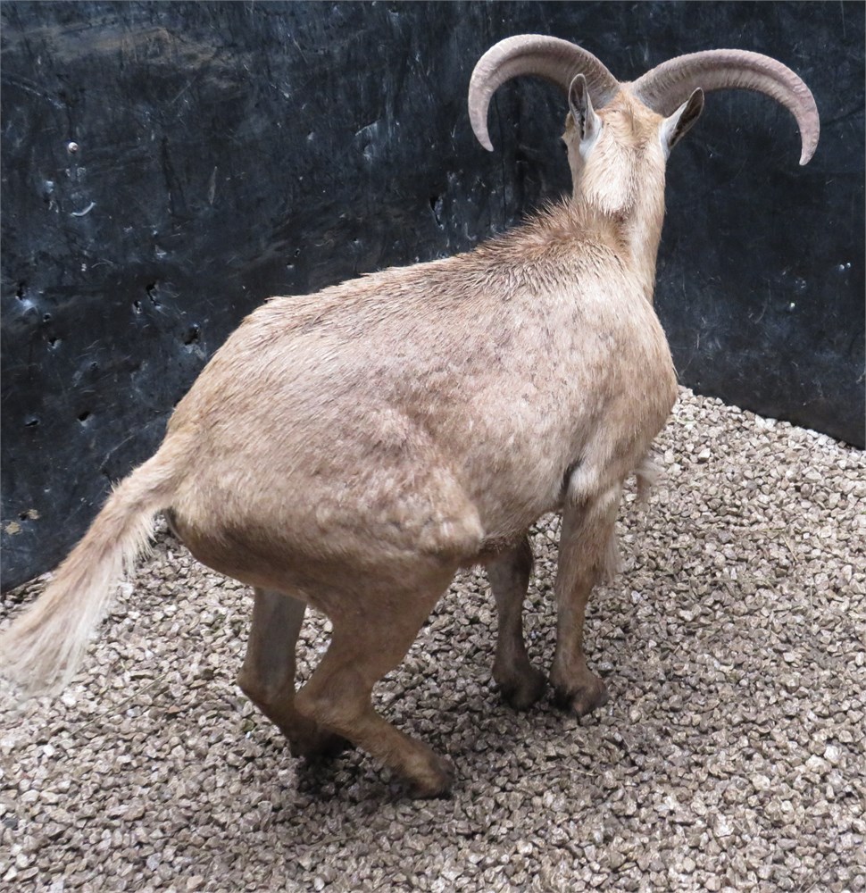 WildLife Buyer, LLC. - 1.0 AOUDAD (OKB#6-1)