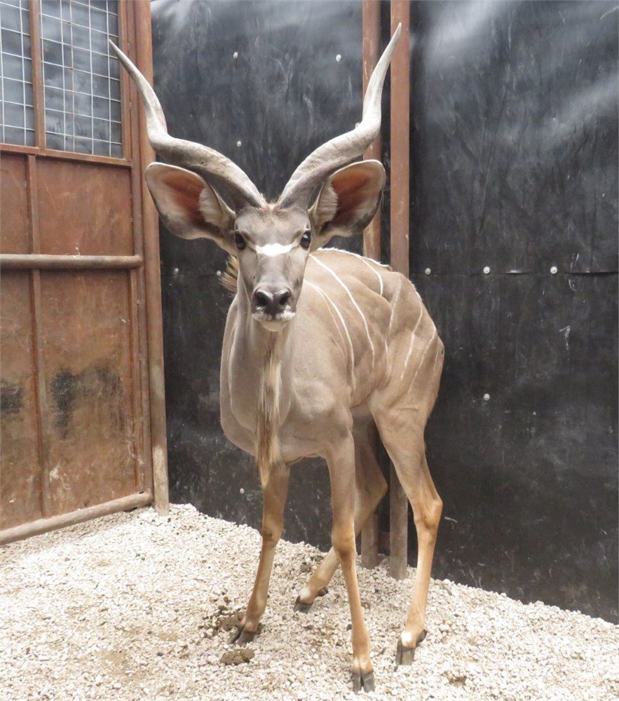 WildLife Buyer, LLC. - 1.0 KUDU (NKB#15)