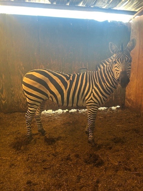 WildLife Buyer, LLC. - 1.0 Zebra Stud