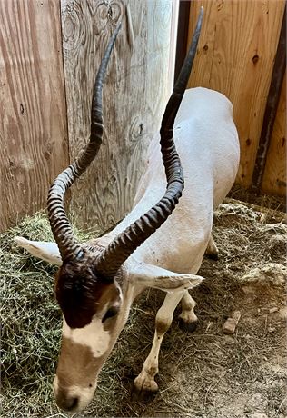 WildLife Buyer, LLC. - 1.0 Addax - BIG bull - low fence *Ask about ...