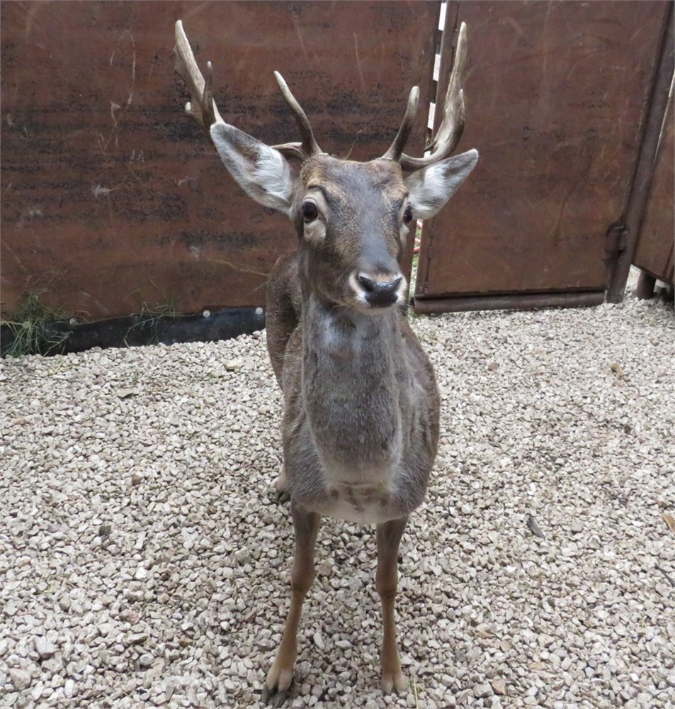 WildLife Buyer, LLC. - 1.0 FALLOW (WB#15) - Ask About Insurance