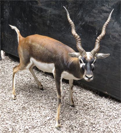 WildLife Buyer, LLC. - 1.0 BLACKBUCK (OKB#4-2)