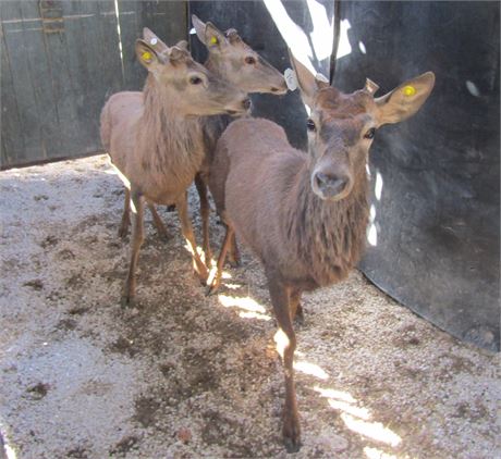 WildLife Buyer, LLC. - 3.0 RED STAG TAG#15/16/18 (BB#3) *PER SELLER ...