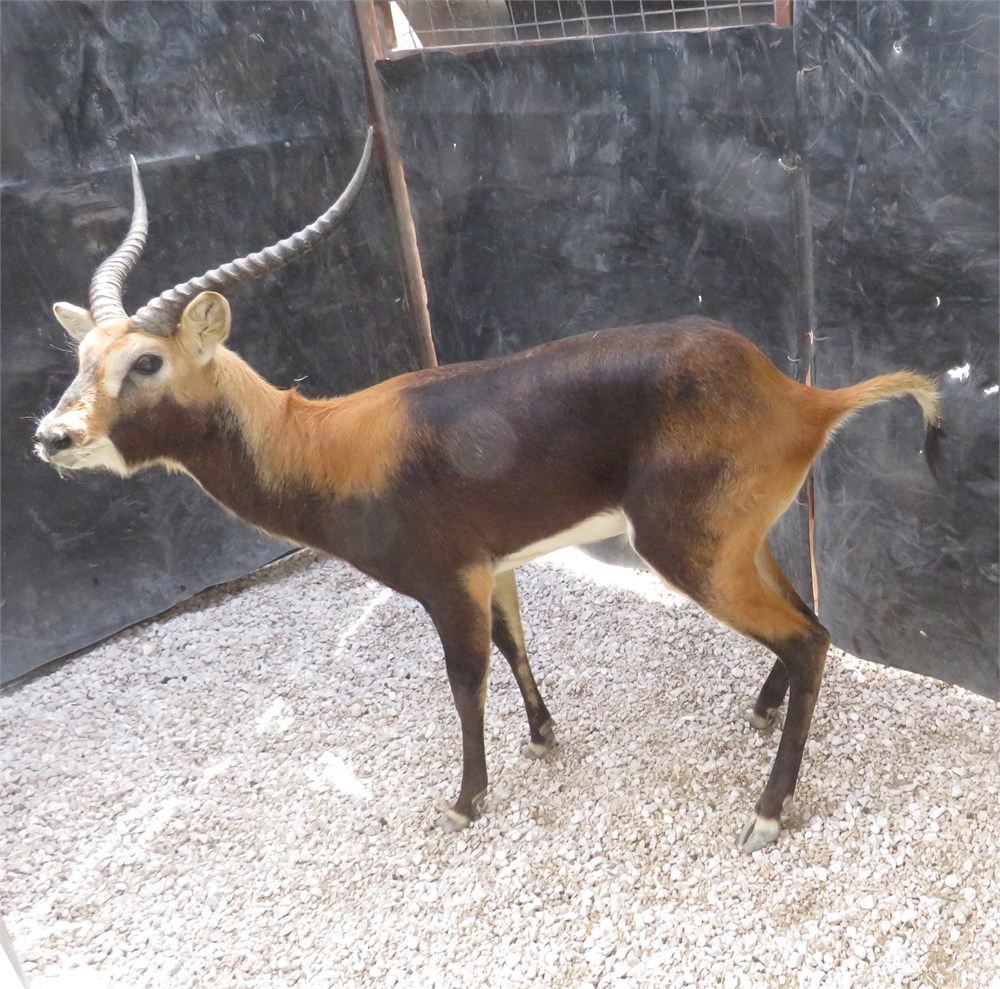WildLife Buyer, LLC. - 1.0 NILE LECHWE CROSS (RB#13) *UPDATED PHOTOS ...