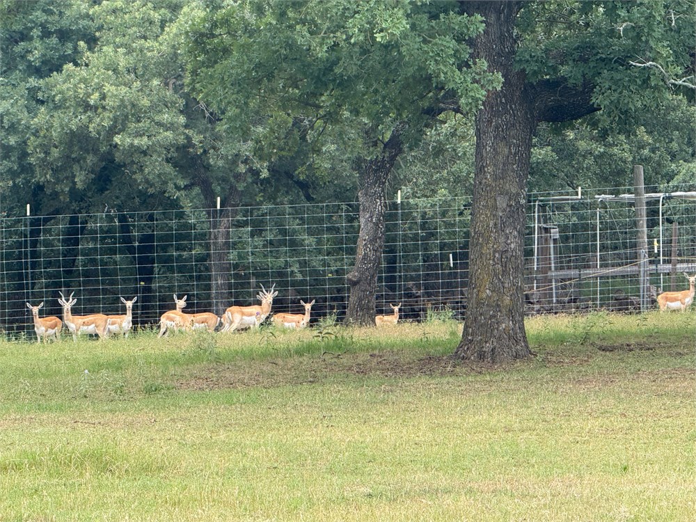 WildLife Buyer, LLC. - ‼️4.5.1 pen raised black buck‼️