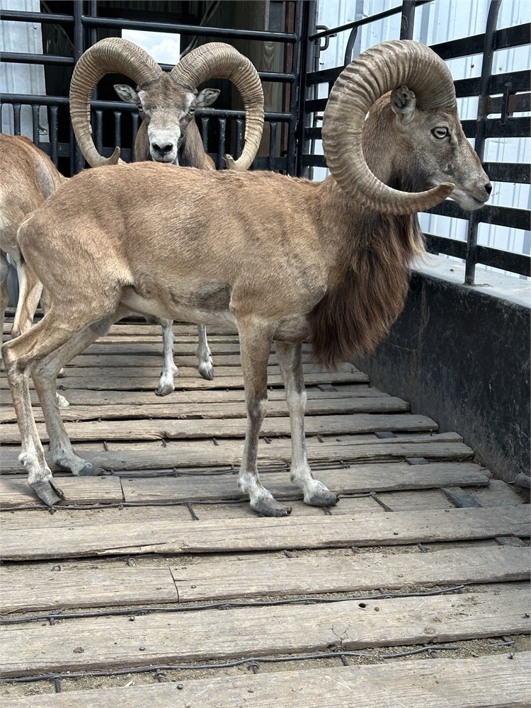 WildLife Buyer, LLC. - Transcaspian Ram Pen 2-C - Ask About Insurance