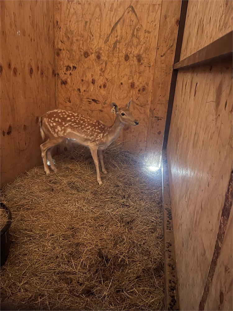 WildLife Buyer, LLC. - Fallow doe