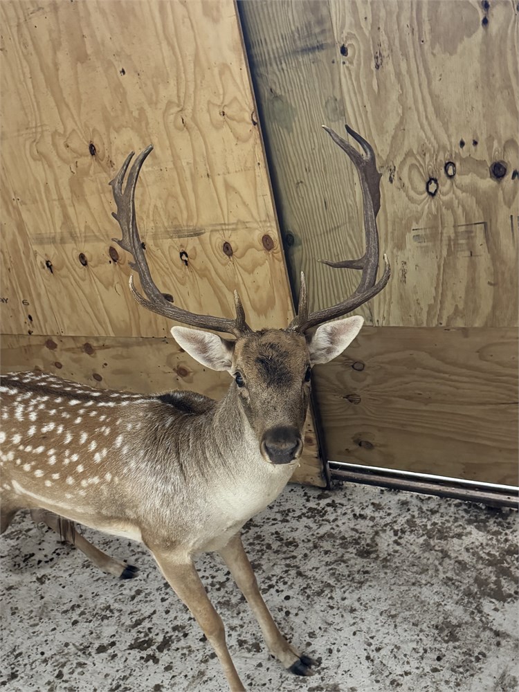 WildLife Buyer, LLC. - Two Fallow Bucks Ready to Go