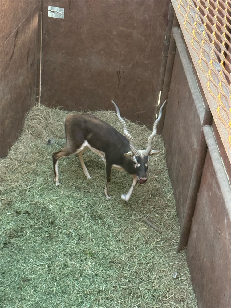WildLife Buyer, LLC. - 1.0 black buck