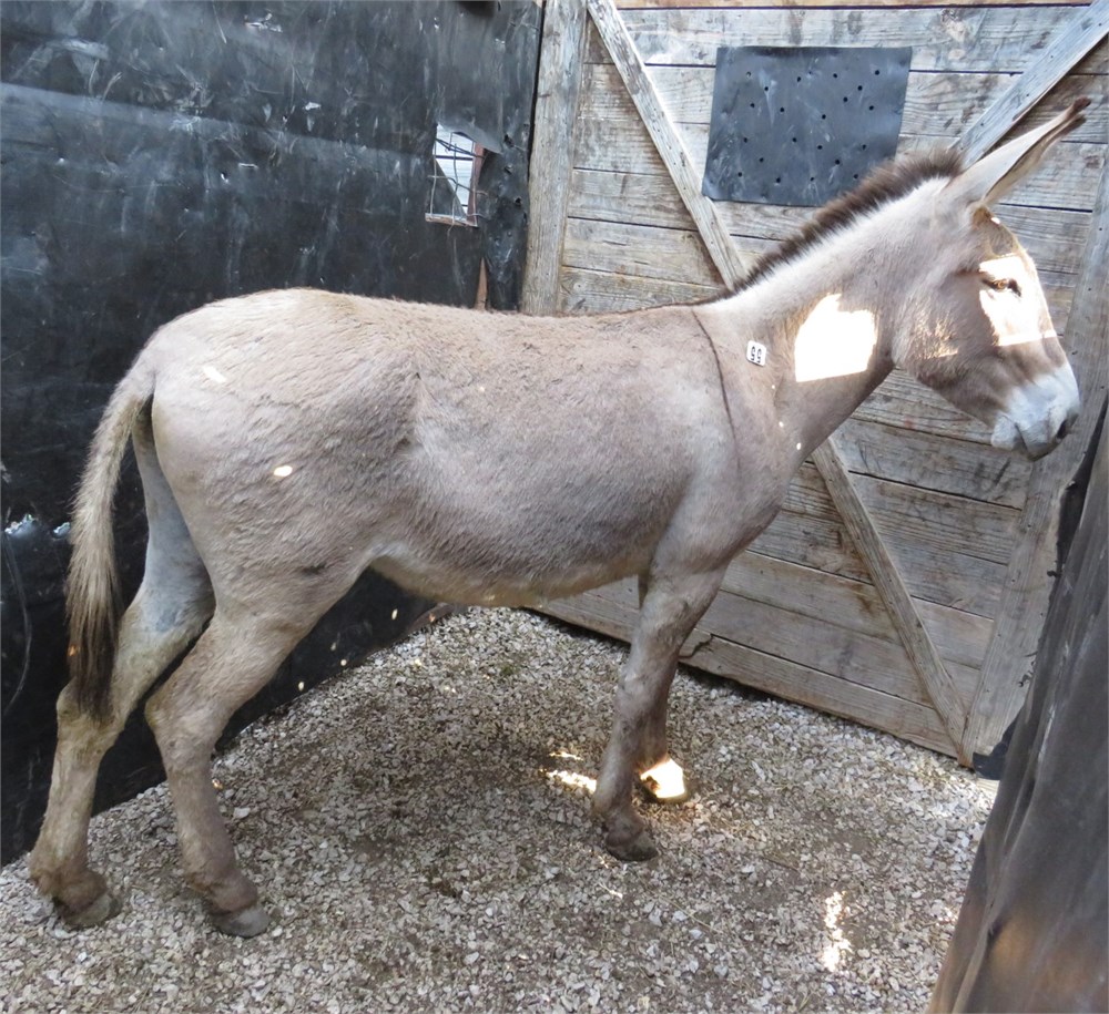 WildLife Buyer, LLC. - 0.1 DONKEY TAG#55 (ORB#6)