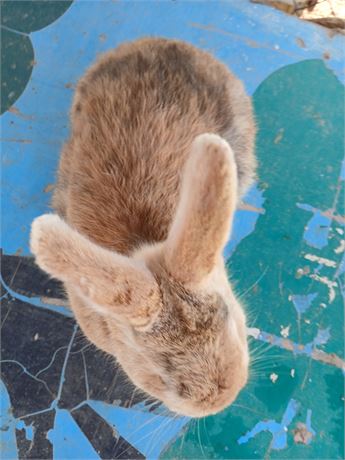 WildLife Buyer, LLC. - adult male rabbit