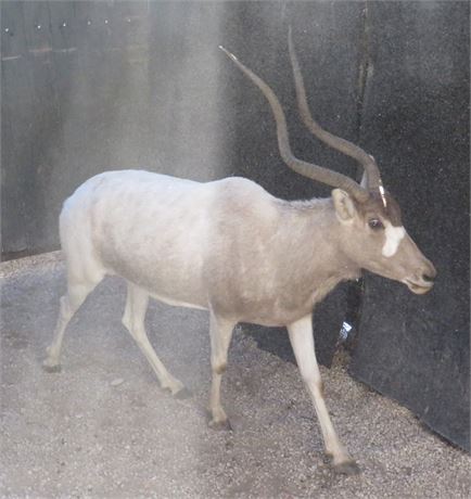 WildLife Buyer, LLC. - 0.1 ADDAX TAG#123 (BB#3) - Ask about insurance