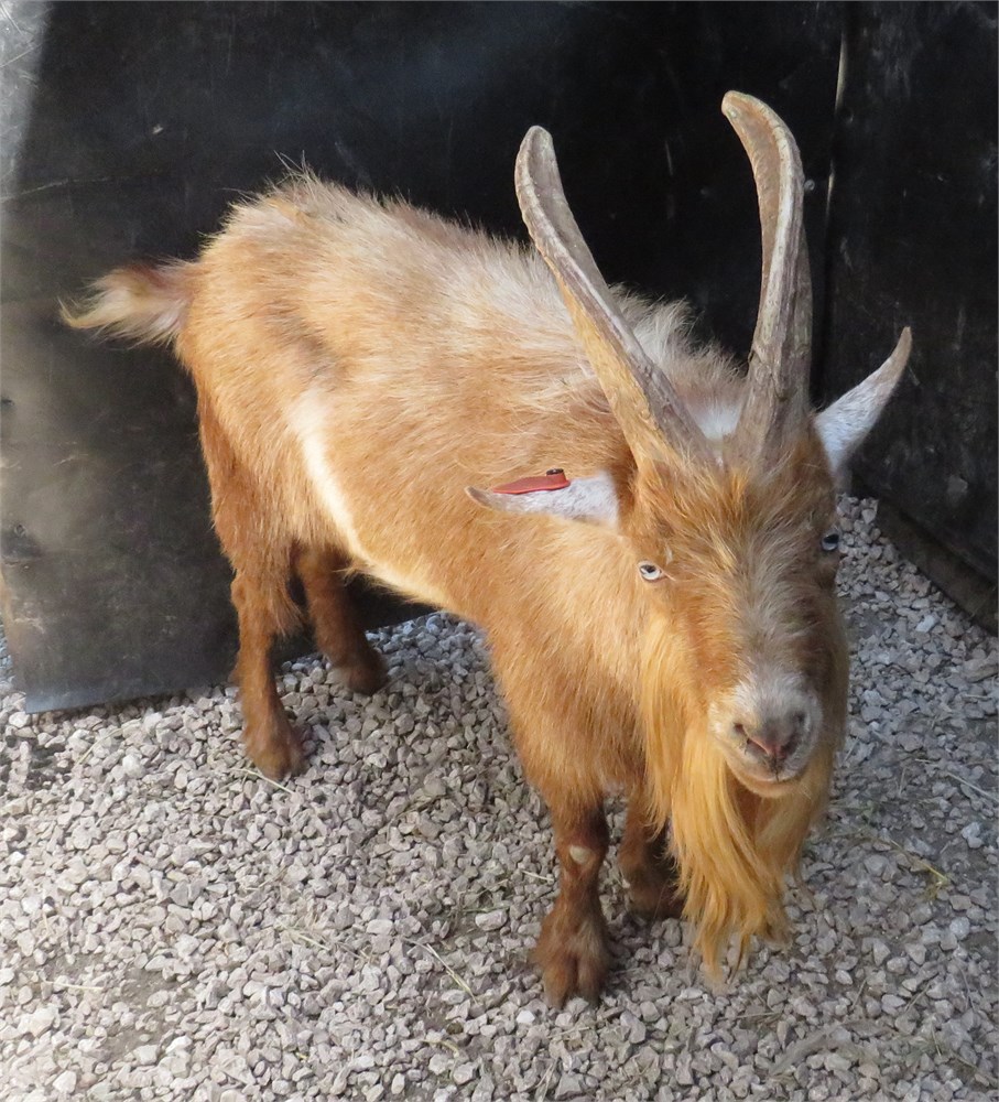 WildLife Buyer, LLC. - 1.0 NIGERIAN DWARF (OKB#2)